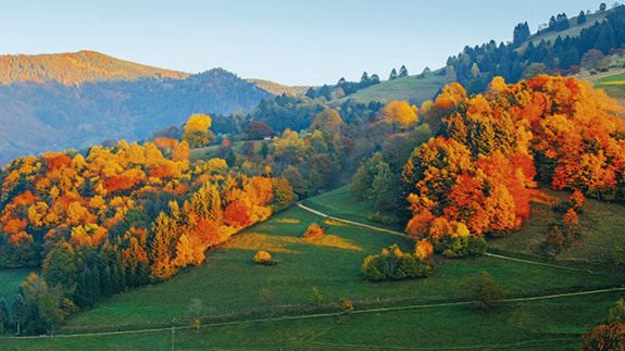 TOUR FORESTA NERA, ALSAZIA E SVIZZERA - Friburgo, Colmar e Strasburgo ...